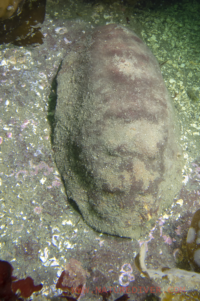 Giant Gumboot Chiton Cryptochiton Stelleri1